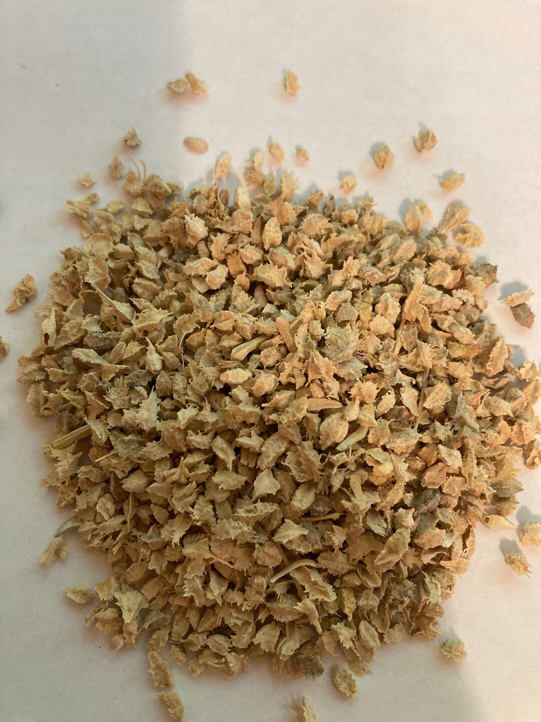 Four Wing Salt Bush Seeds atriplex Canescens chamiso chamiza Tree - Etsy