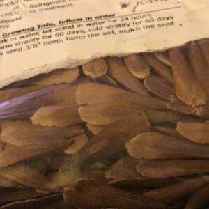 Pumpkin Ash Tree Seeds (FRAXINUS PROFUNDA) - Etsy