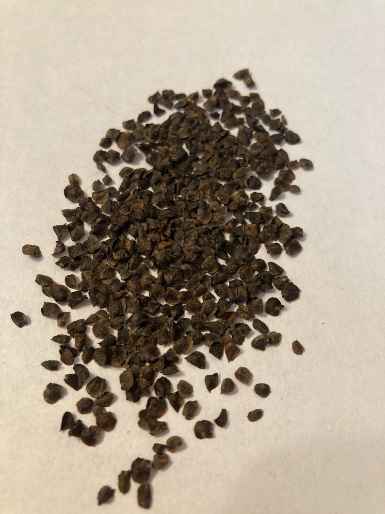 Mendocino Cypress Tree Seeds (CUPRESSUS PYGMAEA) - Etsy