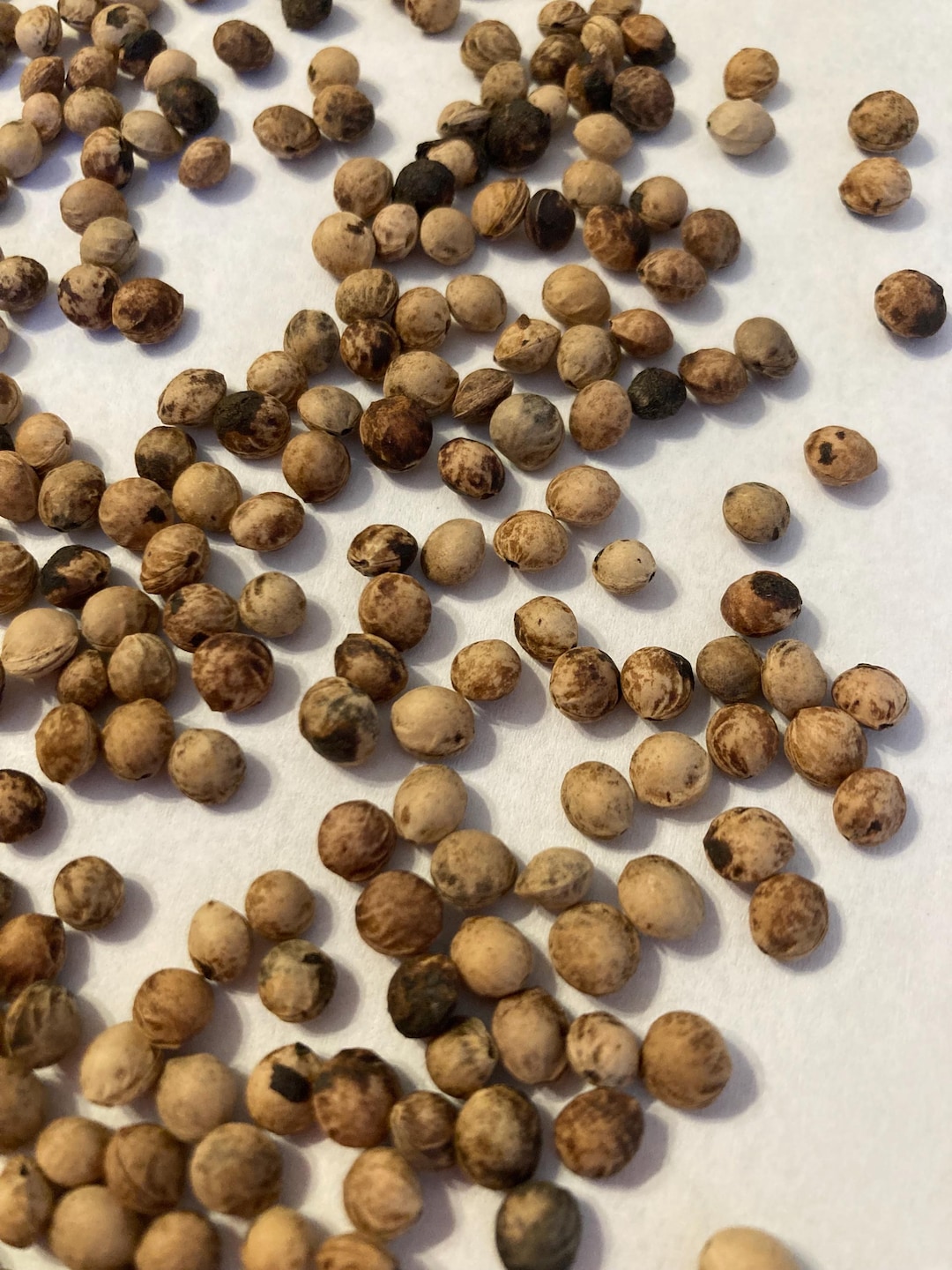 Japanese Mountain Cherry Tree Seeds (PRUNUS SERRULATA Spontanea ...