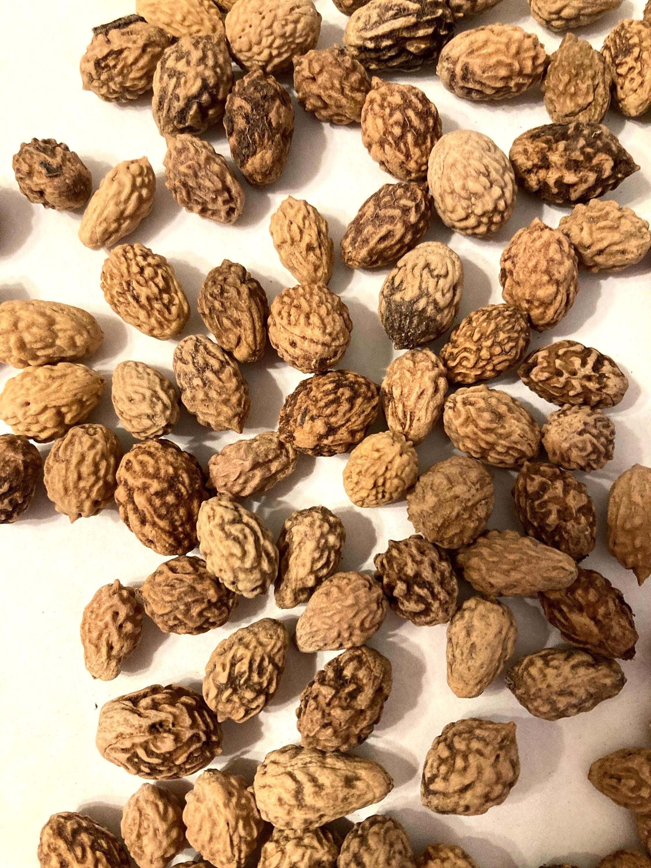 Jujube Tree Seeds (ZIZIPHUS JUJUBA) (chinese Date) (tsao) - Etsy