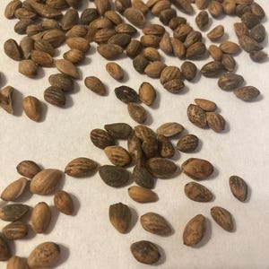 Turkish Pine Tree Seeds (PINUS HALEPENSIS BRUTIA) (calabrian Pine ...