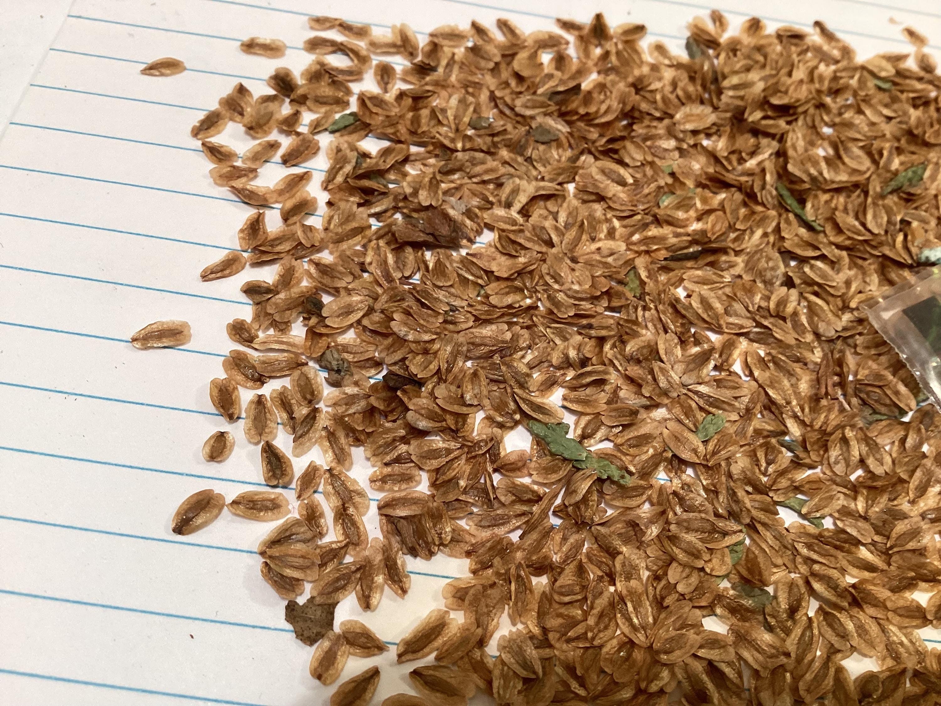 Western Red Cedar Tree Seeds (THUJA PLICATA) (western Redcedar) - Etsy