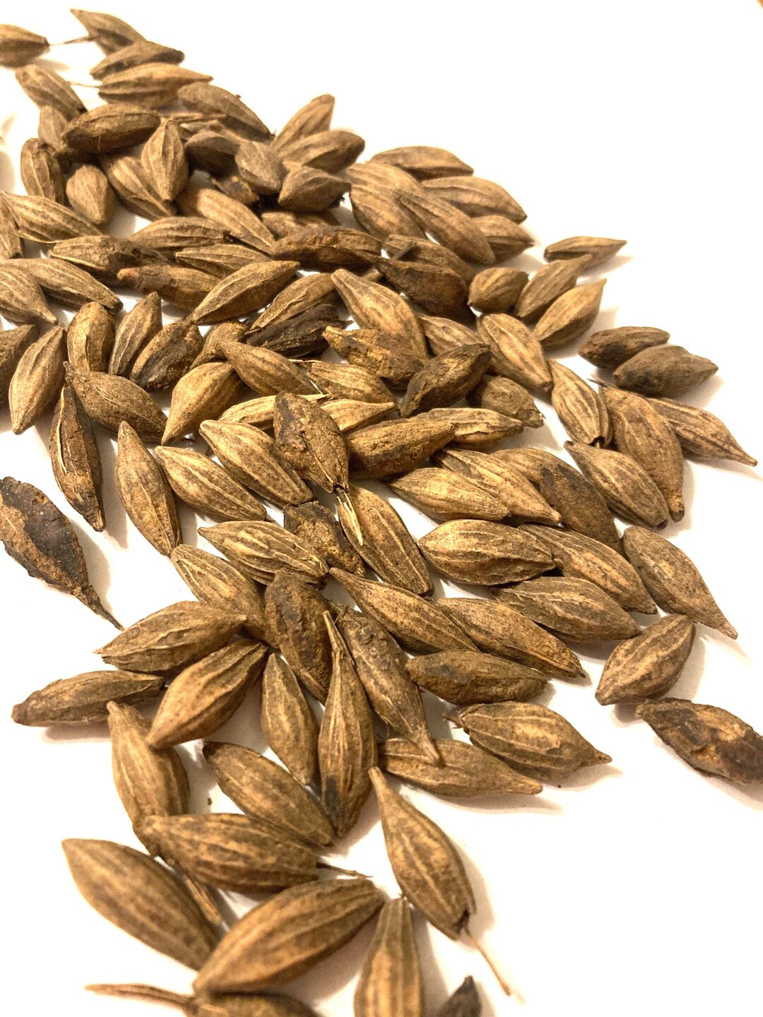 Carolina Silverbell Tree Seeds (HALESIA CAROLINA) (little Silverbells ...