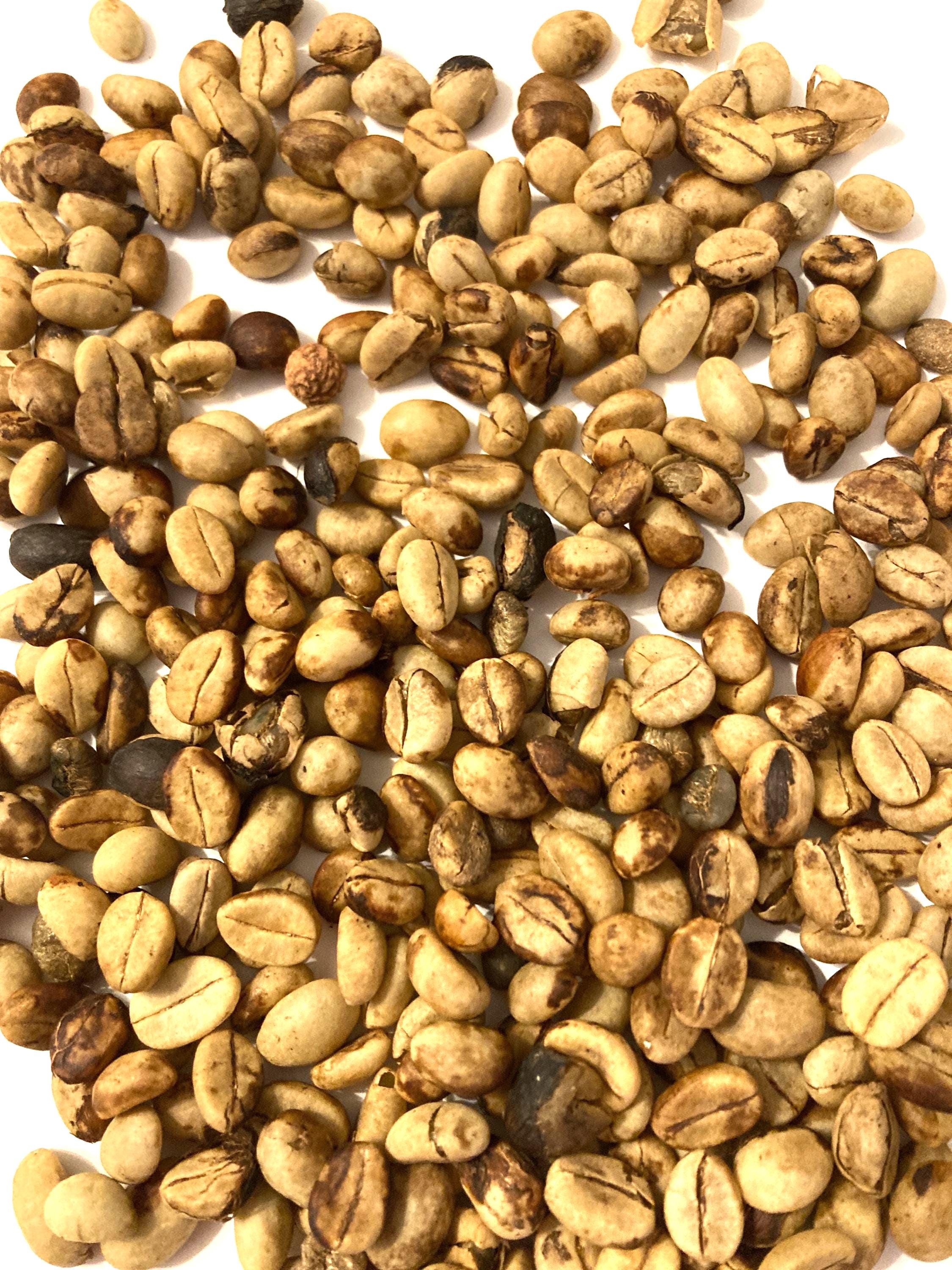 Mountain Coffee Tree Seeds (COFFEA ARABICA) - Etsy