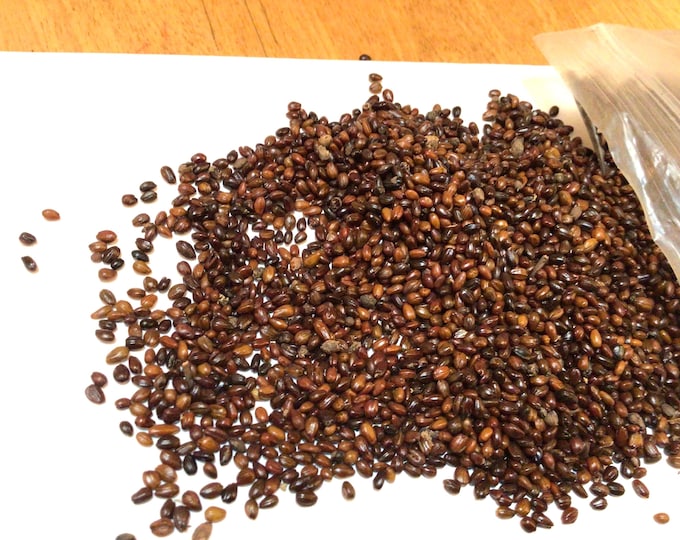 Common Seabuckthorn Shrub Seeds (HIPPOPHAE RHAMNOIDES) (seaberry)(sea ...