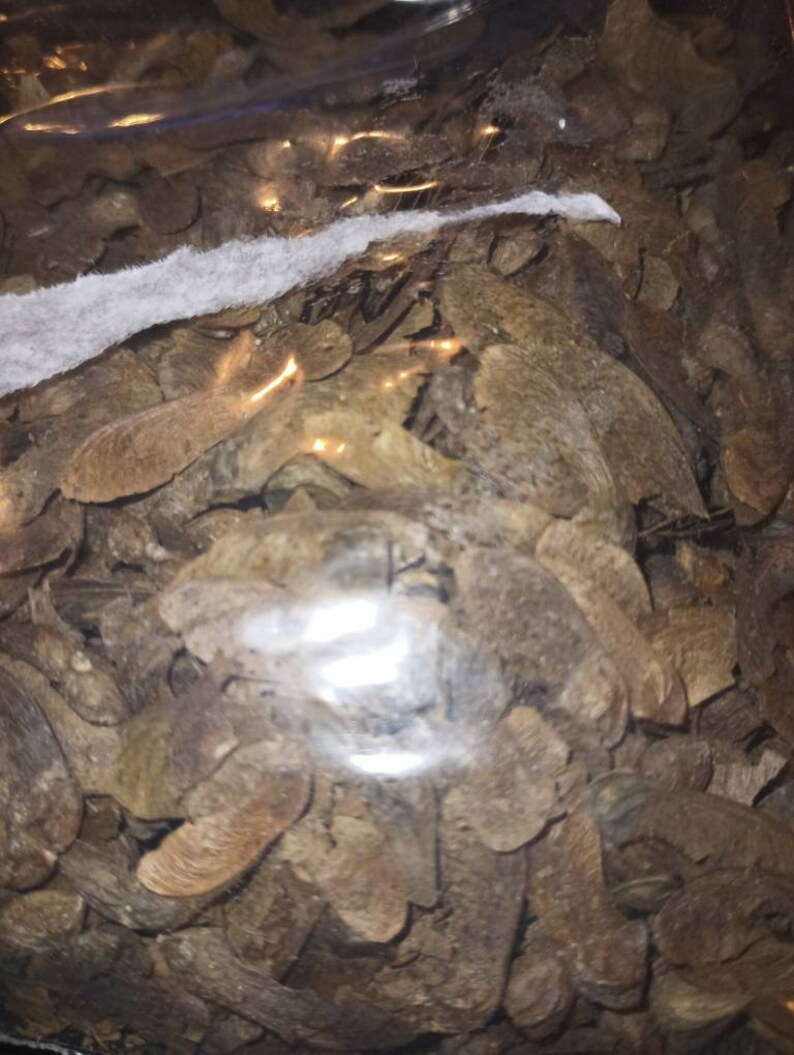 Hogyoku Japanese Maple Tree Seeds acer Palmatum Hogyoku - Etsy