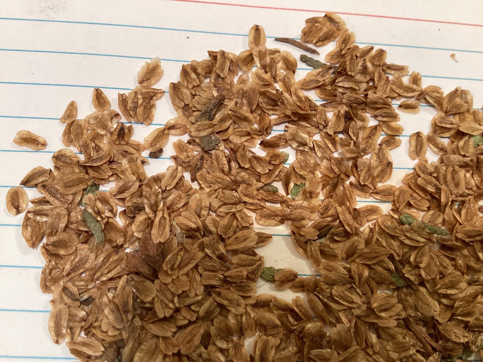 Western Red Cedar Tree Seeds (THUJA PLICATA) (western Redcedar) - Etsy