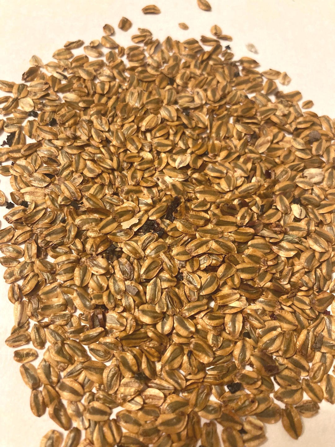 Giant Sequoia Tree Seeds (SEQUOIADENDRON GIGANTEUM) (sierra Redwood ...