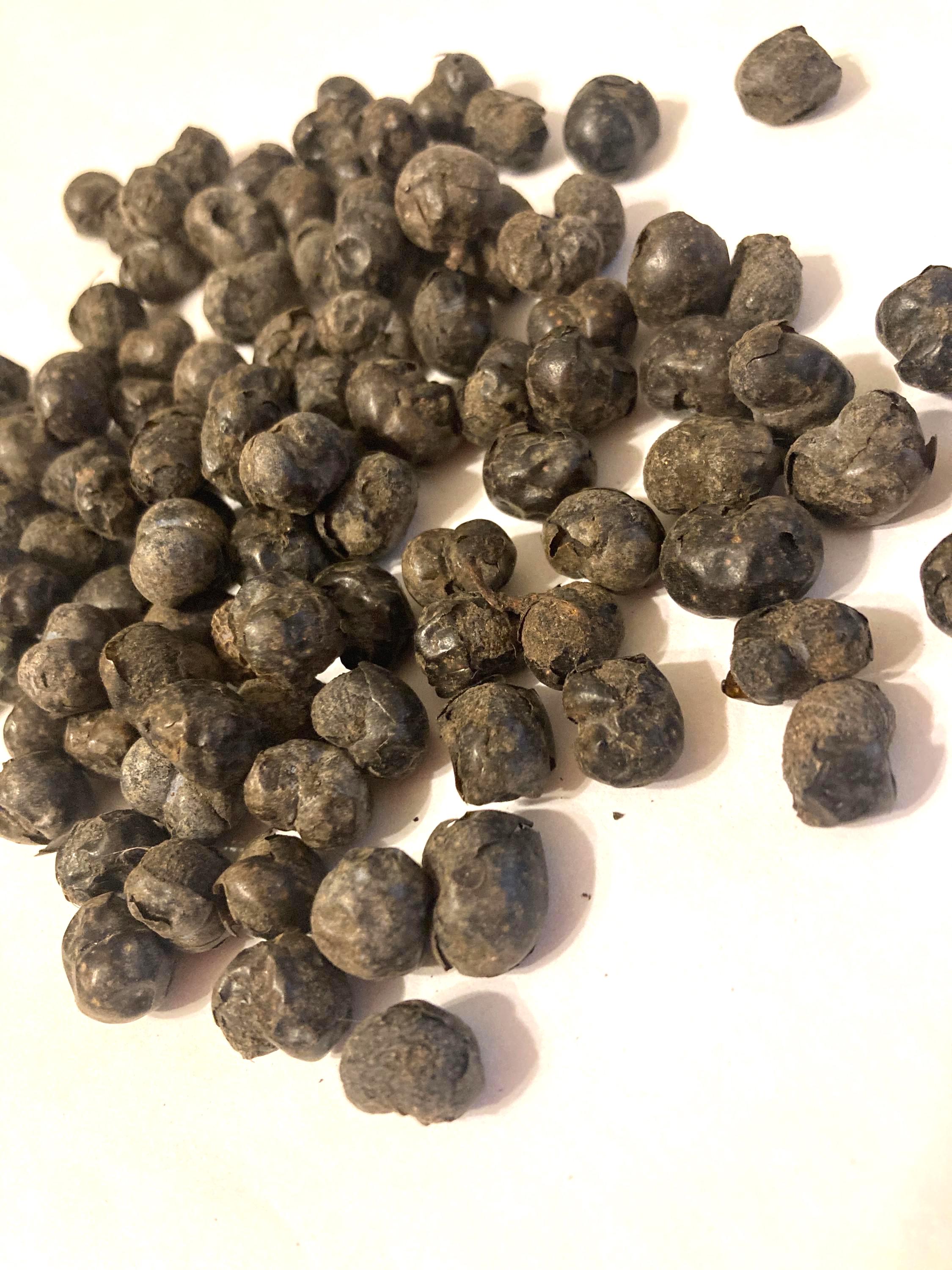 Wagner Windmill Palm Tree Seeds (TRACHYCARPUS WAGNERIANUS) (dwarf ...