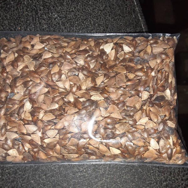 Tree Seeds - Etsy