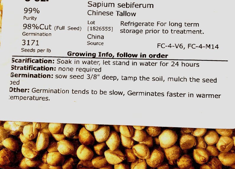 Chinese Tallow Tree Seeds (SAPIUM SEBIFERUM) - Etsy