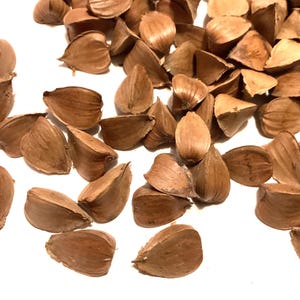American Beech Tree Seeds (FAGUS GRANDIFOLIA) (beechnut) - Etsy