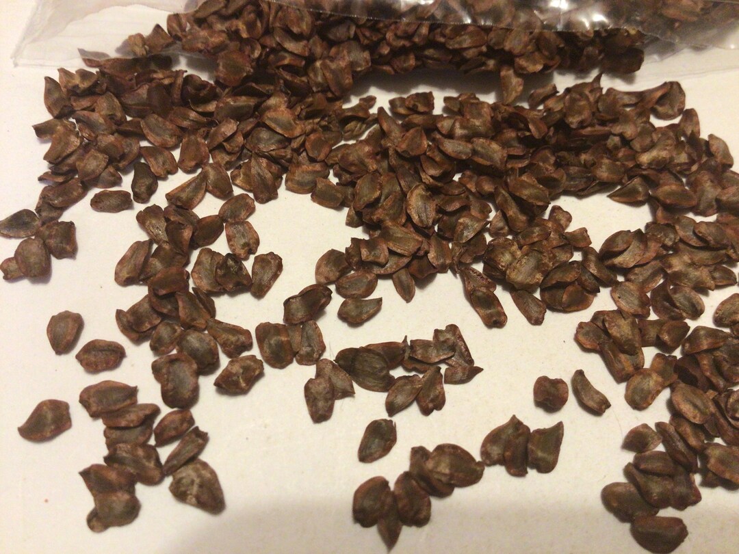 Coastal Redwood Tree Seeds SEQUOIA SEMPERVIRENS california Redwood - Etsy