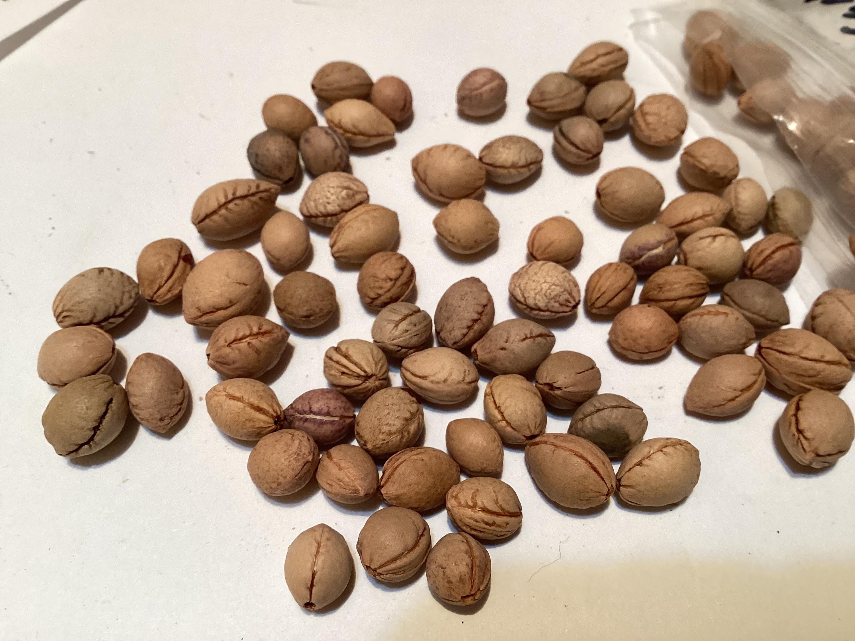 Western Sandcherry Tree Seeds (PRUNUS BESSEYI) - Etsy