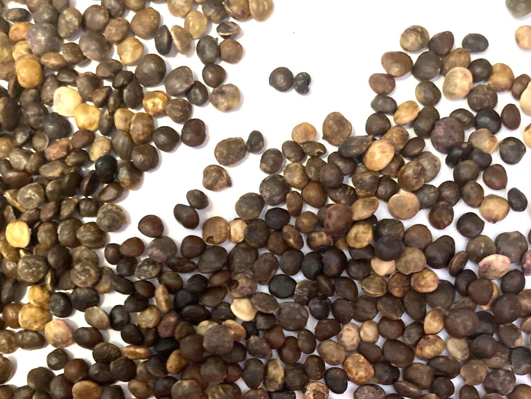 Mastic Tree Seeds (PISTACIA LENTISCUS) - Etsy