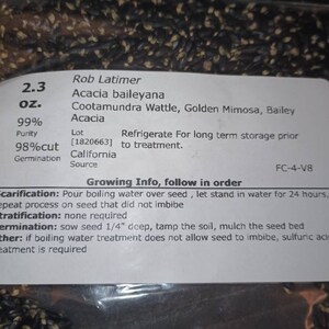 Bailey Acacia Tree Seeds acacia Baileyana golden Mimosa Tree - Etsy