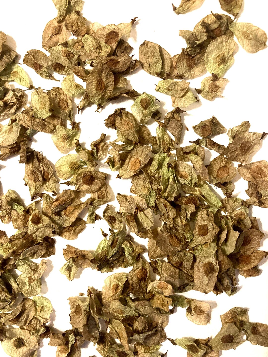 Slippery Elm Tree Seeds (ULMUS RUBRA) (red Elm) - Etsy
