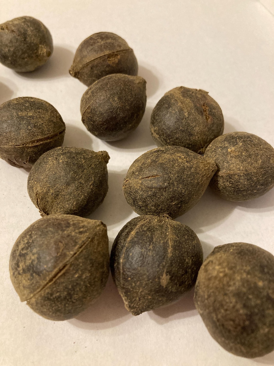 Pignut Hickory Tree Seeds (CARYA GLABRA in HUSKS) - Etsy