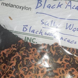 Sally Wattle Tree Seeds (ACACIA MELANOXYLON) - Etsy
