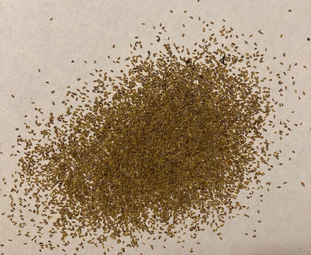 Trembling Aspen Tree Seeds (POPULUS TREMULOIDES) (quaking Aspen) - Etsy