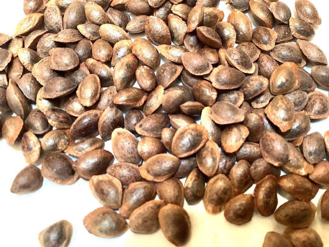 Greek Stone Pine Tree Seeds (PINUS PEUCE) (balkan Pine)(macedonian Pine ...