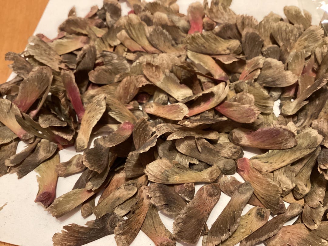 Autumn Fire Japanese Maple Tree Seeds (ACER PALMATUM Dissectum Autumn ...