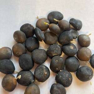 Kentucky Coffeetree Tree Seeds gymnocladus Dioicus - Etsy