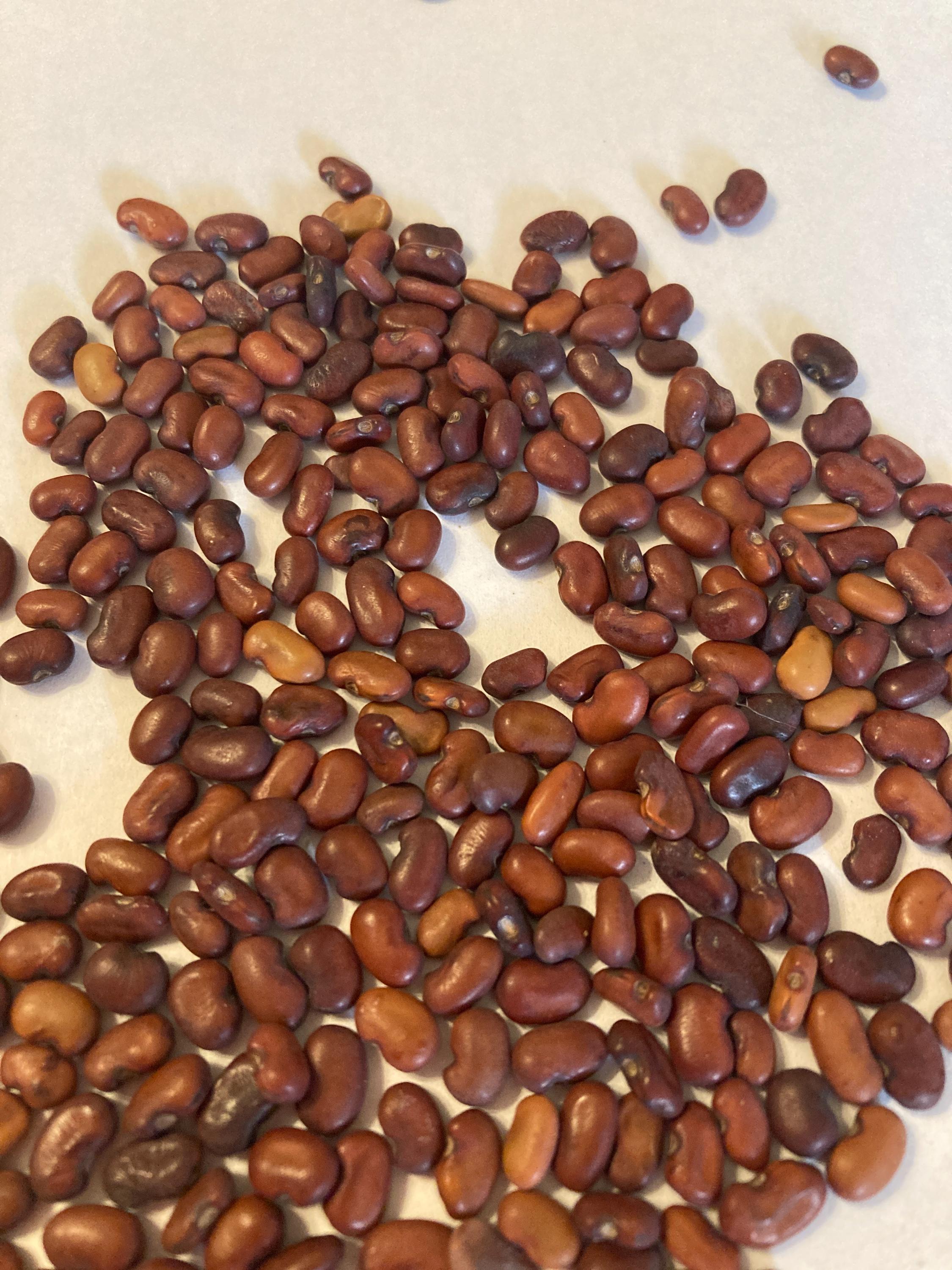 Vegetable Hummingbird Tree Seeds (SESBANIA GRANDIFLORA) (agati) - Etsy