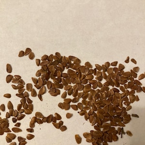 Red Toon Tree Seeds (toona Sinensis) - Etsy