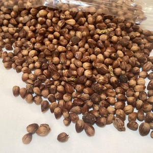 Single-seed Juniper Tree Seeds (JUNIPERUS MONOSPERMA) (cherrystone ...