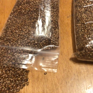 Eastern Red Cedar Tree Seeds (JUNIPERUS VIRGINIANA) - Etsy