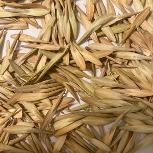 Velvet Ash Tree Seeds (FRAXINUS VELUTINA) (modesto Ash)(arizona Ash) - Etsy