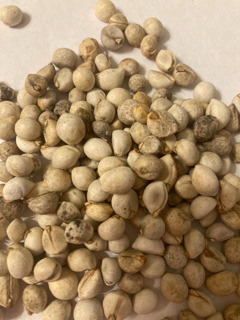 Chinese Tallow Tree Seeds (SAPIUM SEBIFERUM) - Etsy