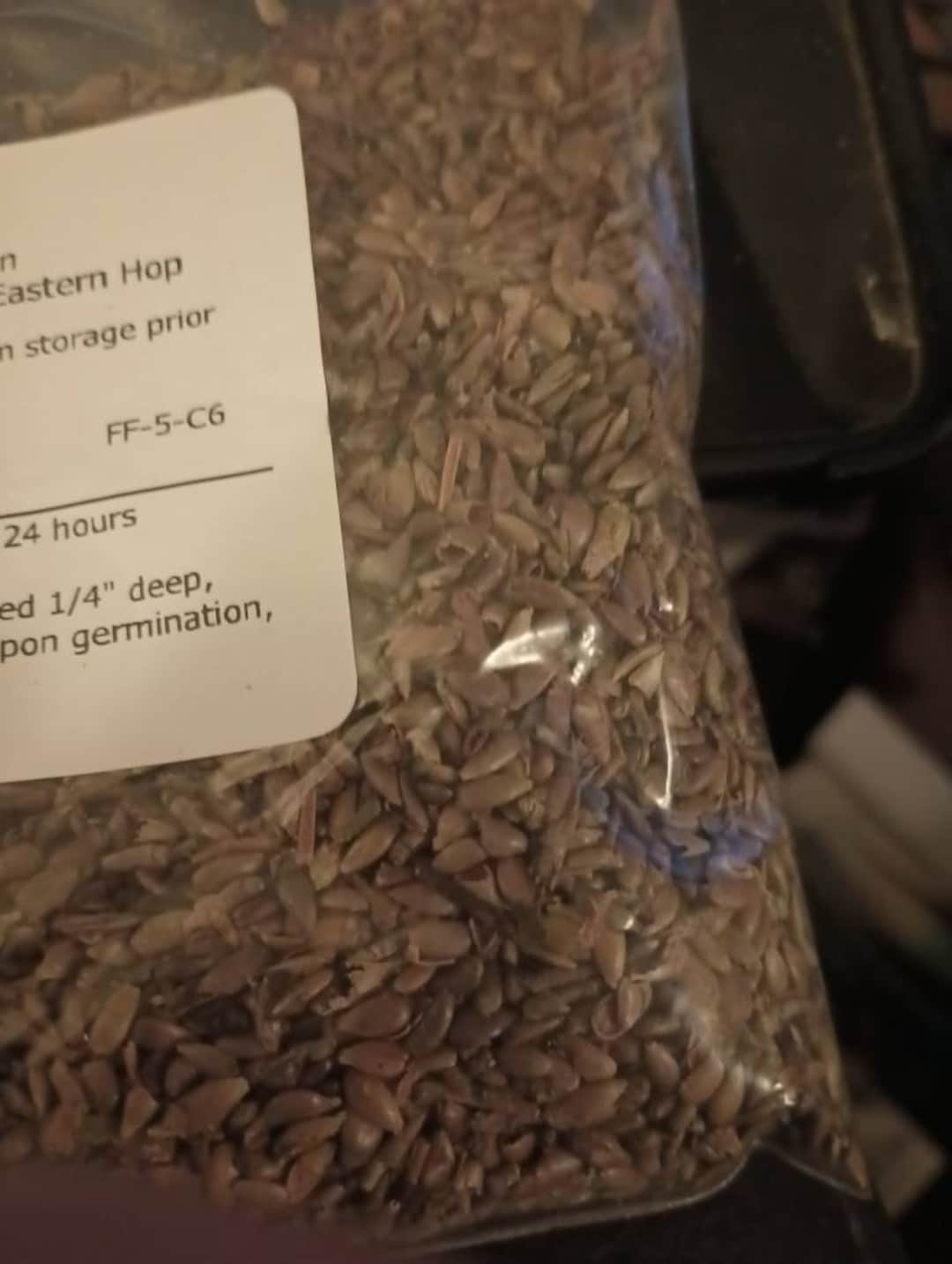 American Hop-hornbeam Tree Seeds ostrya Virginiana ironwood - Etsy