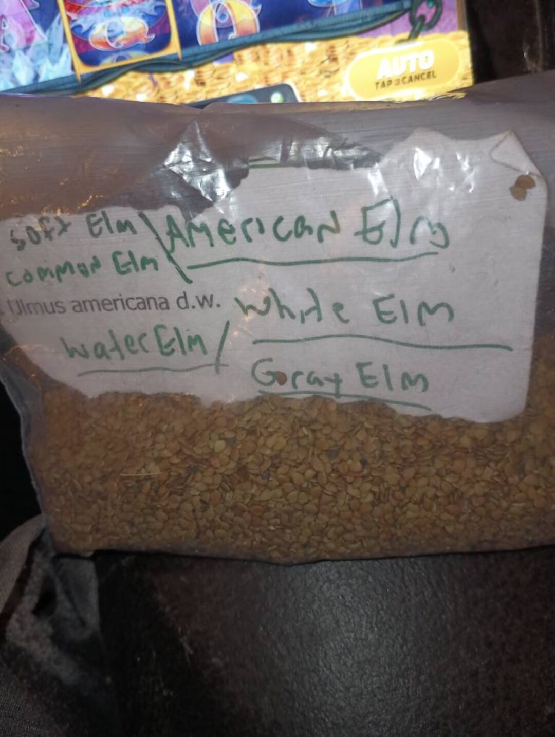 American Elm Tree Seeds ULMUS Americana common Elm gray Elm - Etsy