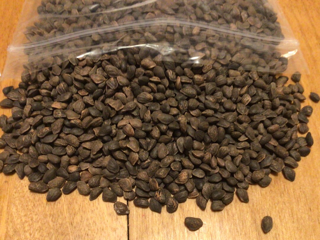 Loblolly Pine Tree Seeds PINUS TAEDA - Etsy