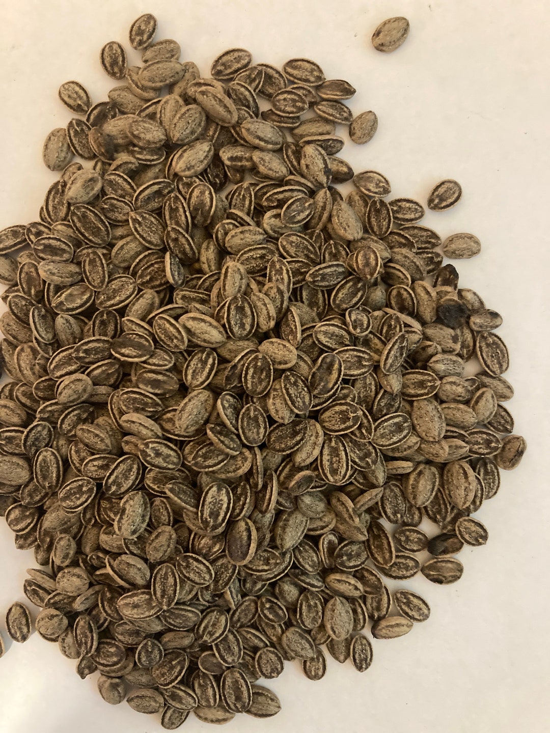 Softleaf Arrowwood Tree Seeds (VIBURNUM MOLLE) (kentucky Viburnum) - Etsy