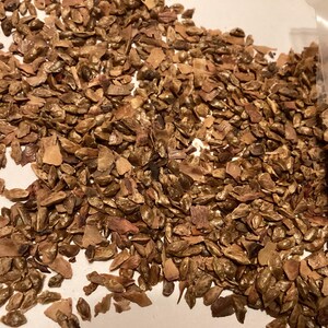 Chinese Hemlock Tree Seeds (TSUGA CHINENSIS) - Etsy