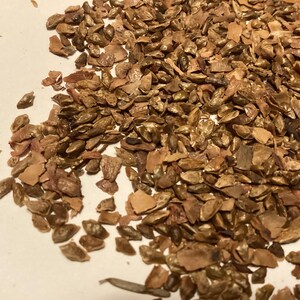 Chinese Hemlock Tree Seeds (TSUGA CHINENSIS) - Etsy