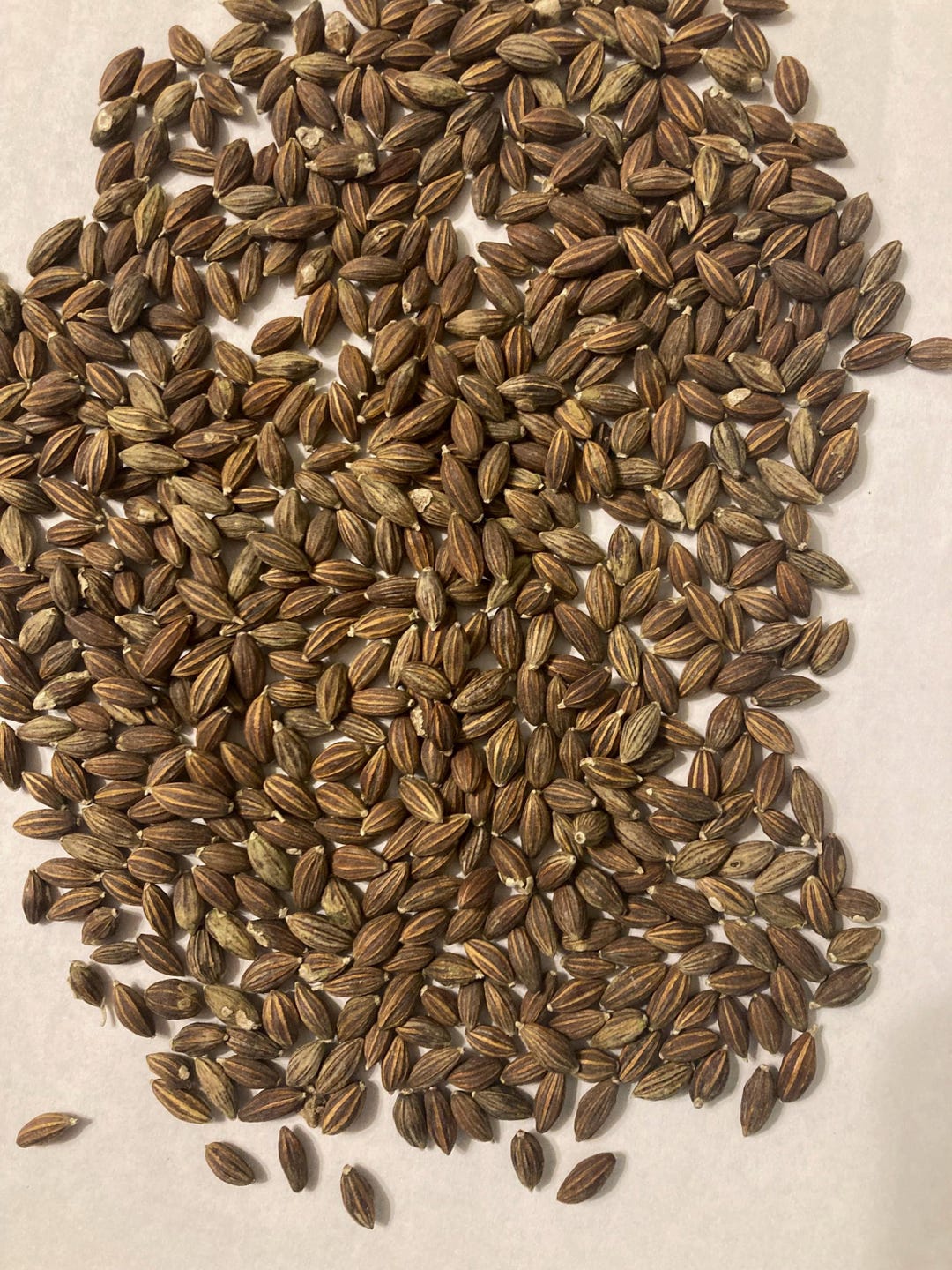 American Silverberry Tree Seeds (ELAEAGNUS COMMUTATA) (wolf Willow ...