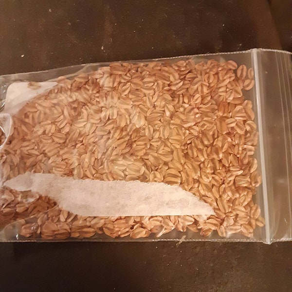 Giant Sequoia Seeds - Etsy