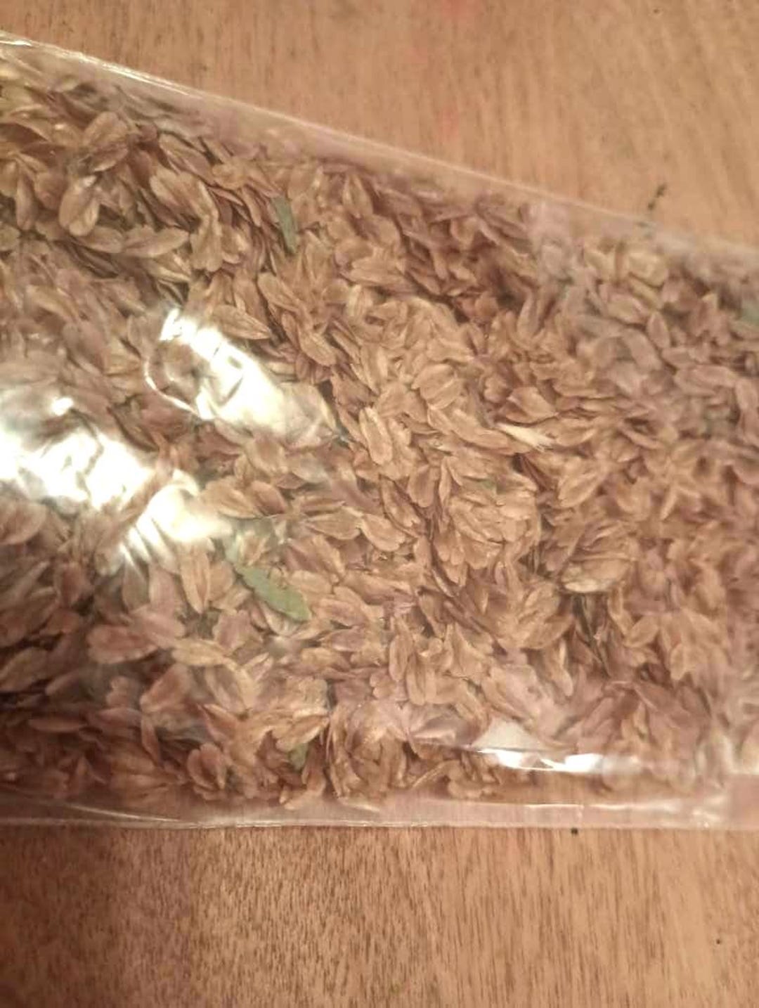Giant Cedar Tree Seeds THUJA PLICATA western Arborvitae, Shinglewood - Etsy