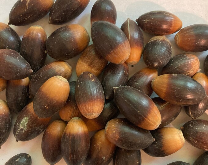 Live Oak Tree Seeds QUERCUS VIRGINIANA acorns - Etsy