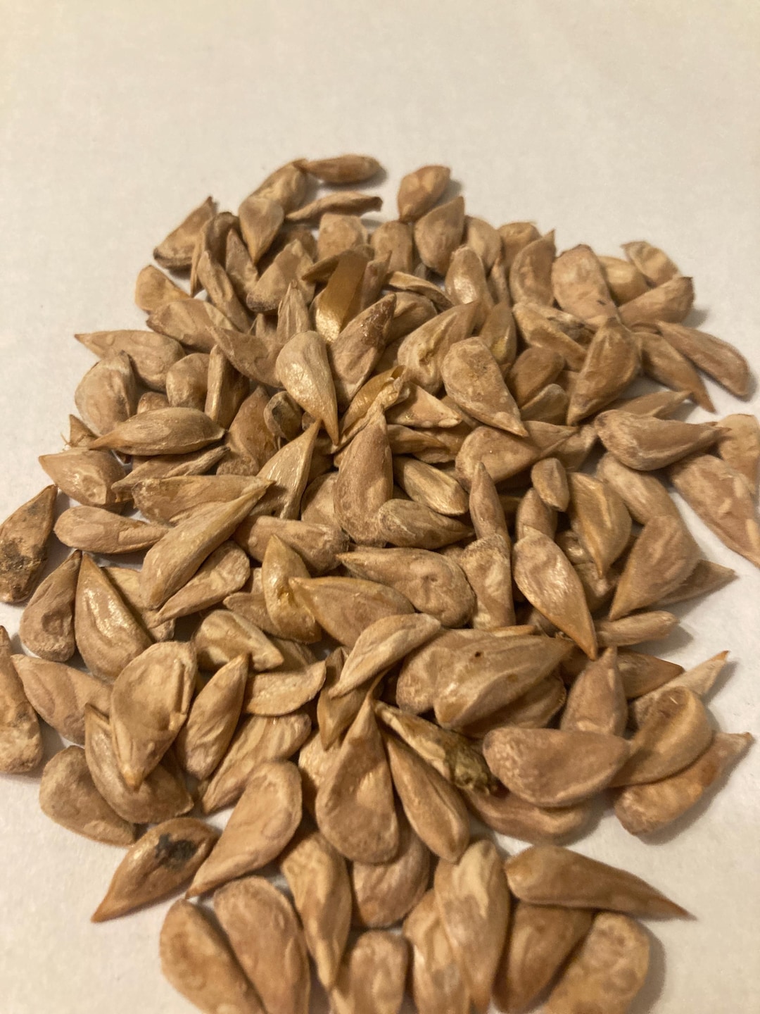 Deodar Cedar Tree Seeds CEDRUS DEODARA himalayan Cedar - Etsy