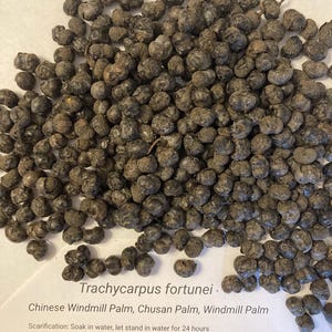 Wagner Windmill Palm Tree Seeds (TRACHYCARPUS WAGNERIANUS) (dwarf ...
