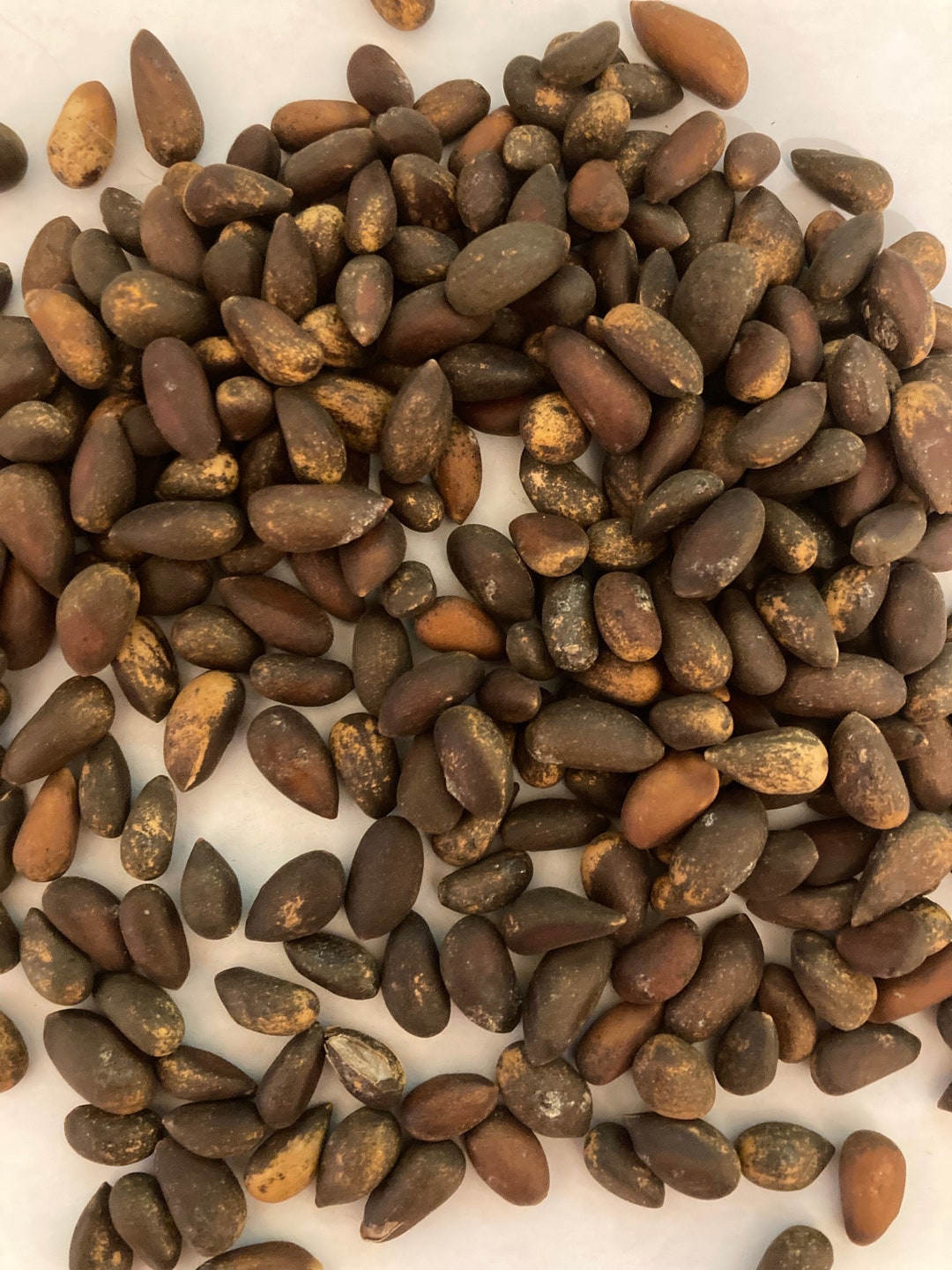 Two Needle Pinyon Pine Tree Seeds (PINUS CEMBROIDES EDULIS) (colorado ...