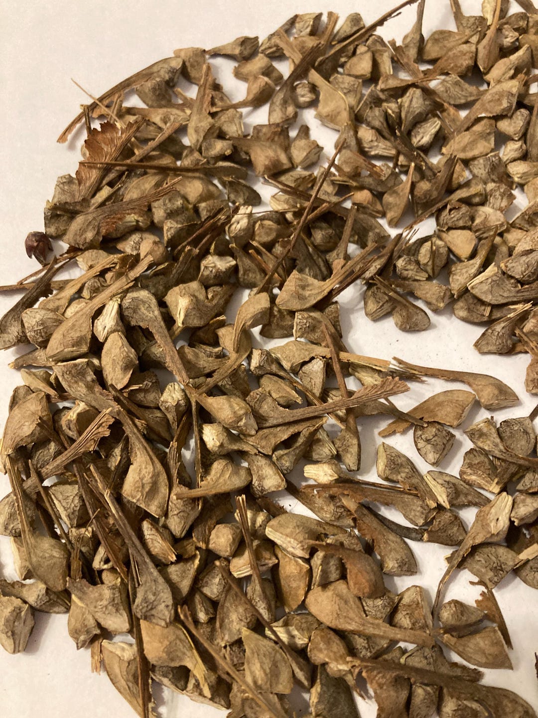 Broadleaf Maple Tree Seeds (ACER MACROPHYLLUM) (big-leaf Maple Tree ...