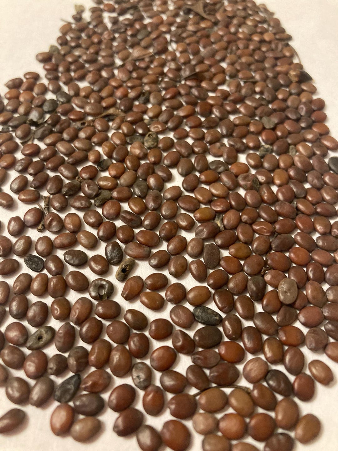 Southern Eastern Redbud Tree Seeds (CERCIS CANADENSIS Southern) - Etsy