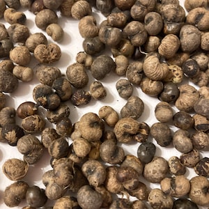 Windmill Palm Tree Seeds (TRACHYCARPUS EXCELSUS) (fotunei) (chinese ...